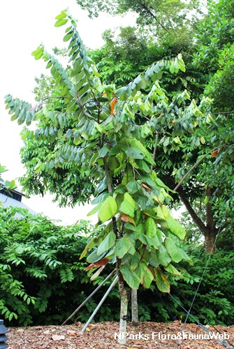 NParks | Theobroma bicolor