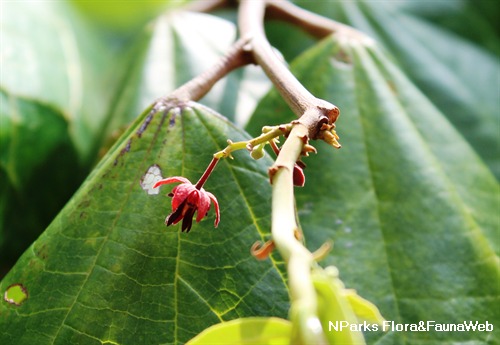 NParks | Theobroma bicolor