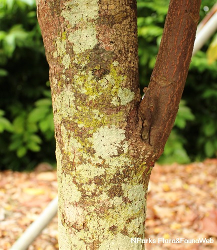 NParks | Theobroma bicolor