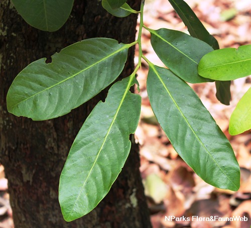 NParks | Salix discolor