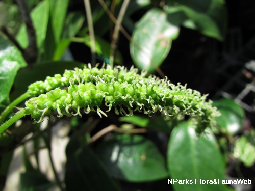 NParks | Morus macroura