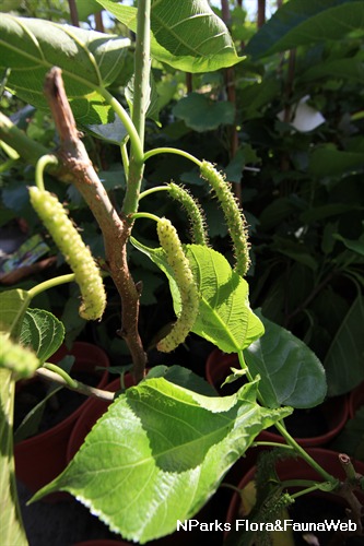 NParks | Morus macroura