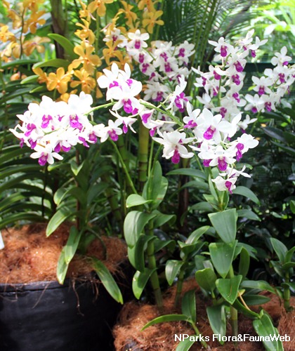 NParks | Dendrobium Burana Charming