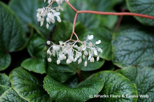 NParks | Begonia paleata