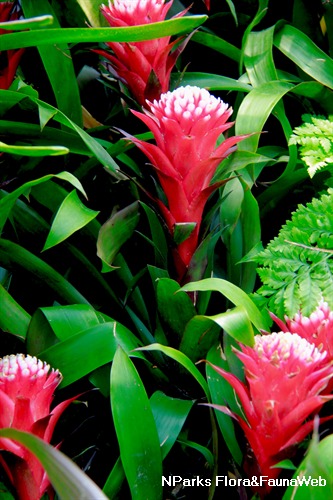 NParks | Guzmania 'Hope'