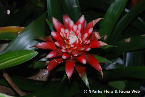 NParks | Guzmania 'Hope'