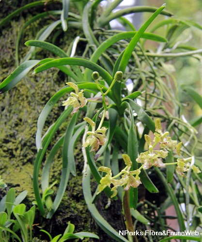 NParks | Vanda limbata