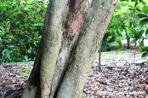 NParks | Syzygium tierneyanum