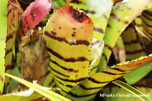 NParks | Neoregelia carcharodon 'Tiger'