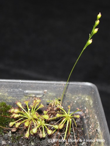 NParks | Drosera intermedia