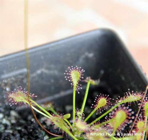 NParks | Drosera intermedia
