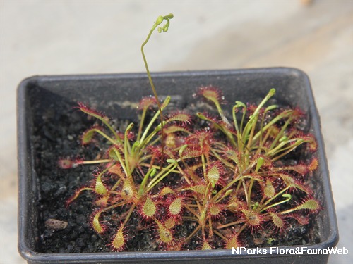 NParks | Drosera intermedia