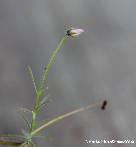 NParks | Byblis rorida