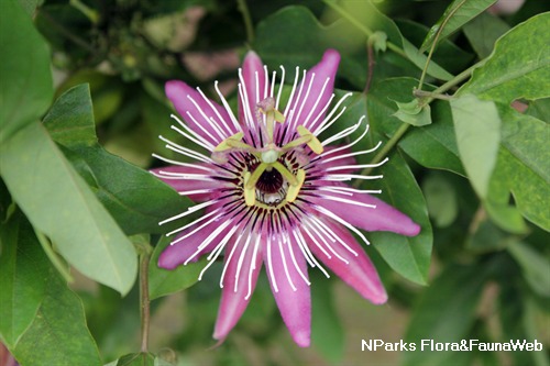 NParks | Passiflora sp