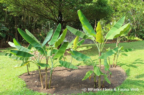 NParks | Musa acuminata × balbisiana(AAB Group)'Pisang Raja'