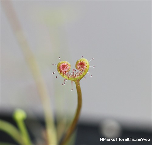 NParks | Drosera binata