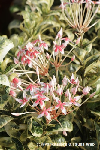 NParks | Ixora 'Frozen Star'