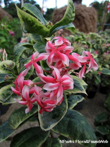 Frozen Flower Plant Singapore | Best Flower Site