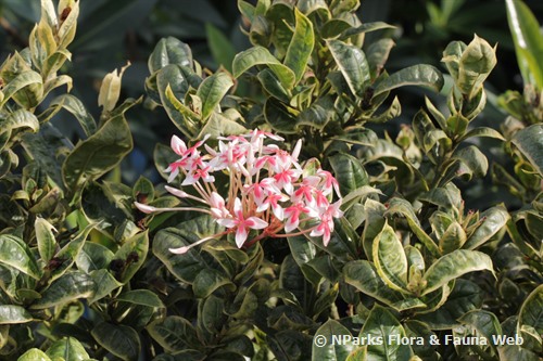 NParks | Ixora 'Frozen Star'