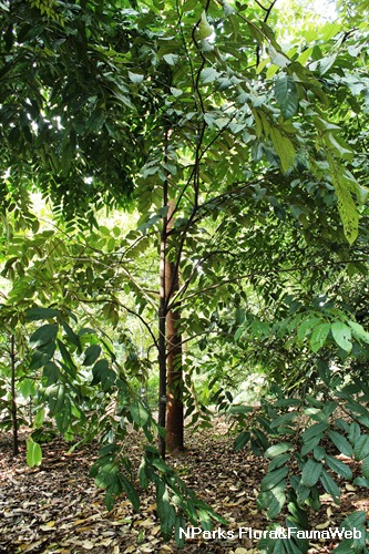NParks | Diospyros borneensis
