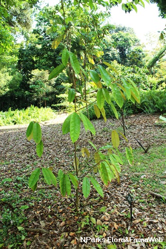 NParks | Durio kutejensis