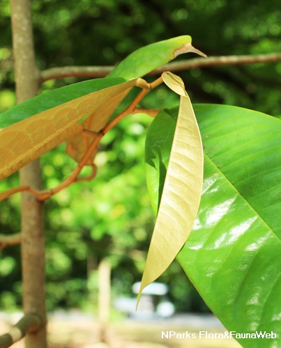 NParks | Durio kutejensis