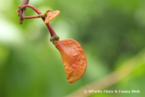 NParks | Samadera indica