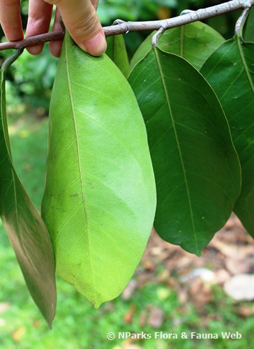 NParks | Samadera indica