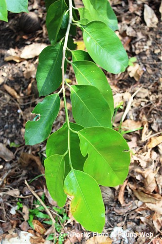 NParks | Samadera indica