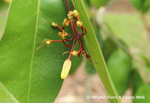 NParks | Samadera indica