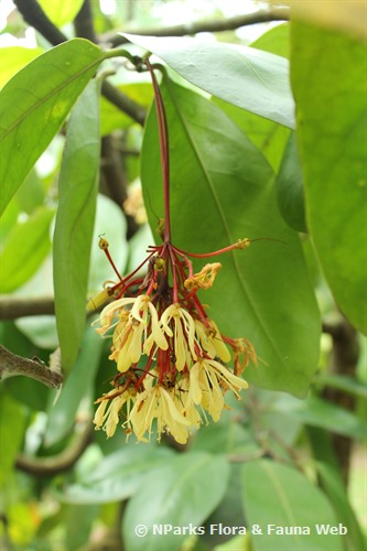 NParks | Samadera indica