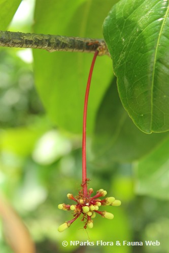 NParks | Samadera indica