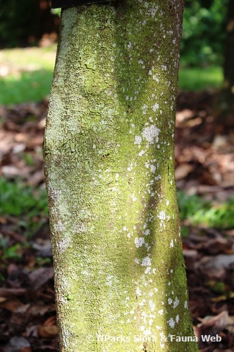 NParks | Samadera indica