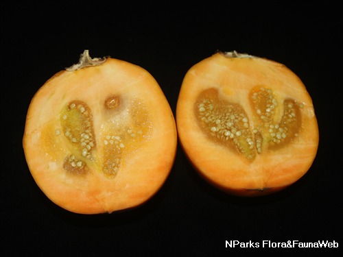 NParks | Solanum macrocarpon