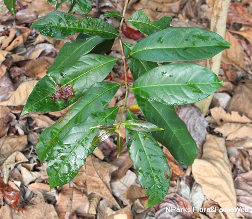 NParks | Syzygium glaucum