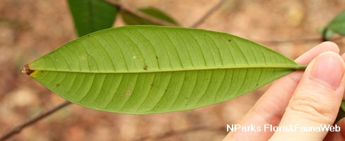 NParks | Syzygium racemosum