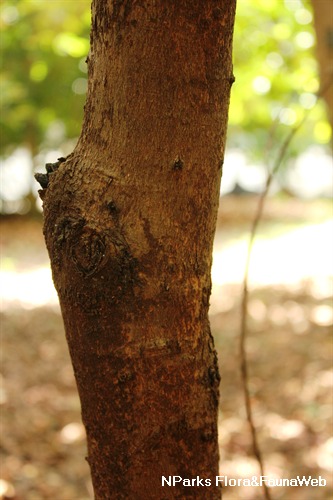 NParks | Syzygium racemosum