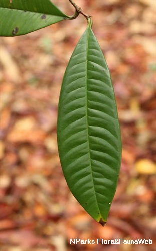 NParks | Syzygium racemosum