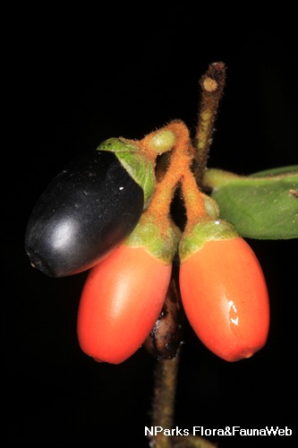 NParks | Erycibe tomentosa