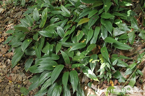 NParks | Homalomena rubescens