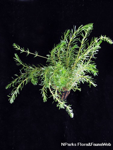 NParks | Rotala wallichii