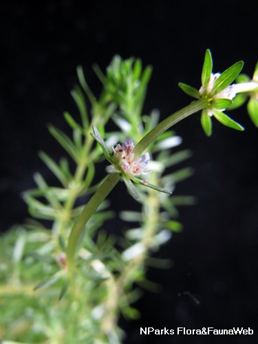 NParks | Rotala wallichii