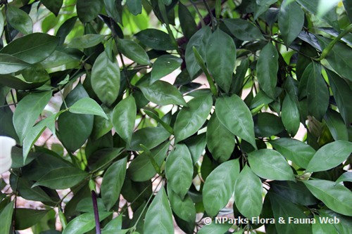 NParks | Rothmannia longiflora