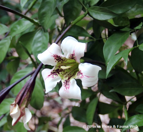 NParks | Rothmannia longiflora