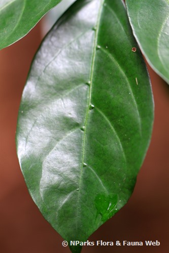 NParks | Rothmannia longiflora