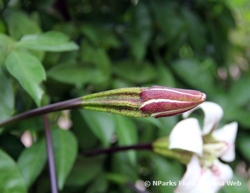 NParks | Rothmannia longiflora