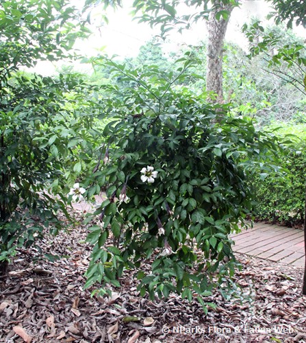 NParks | Rothmannia longiflora