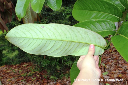 NParks | Monodora myristica