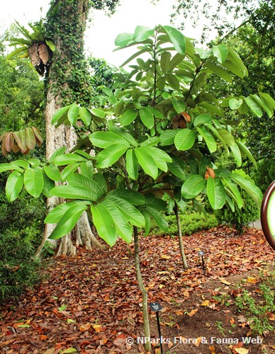 NParks | Monodora myristica