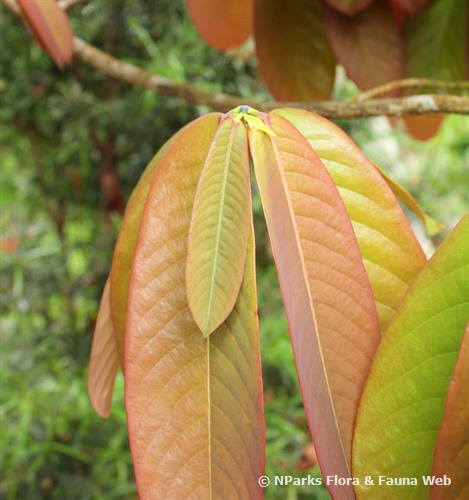 NParks | Monodora myristica